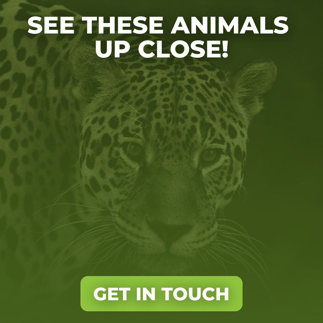 Iconic Wildlife Tours - SouthWild Blog